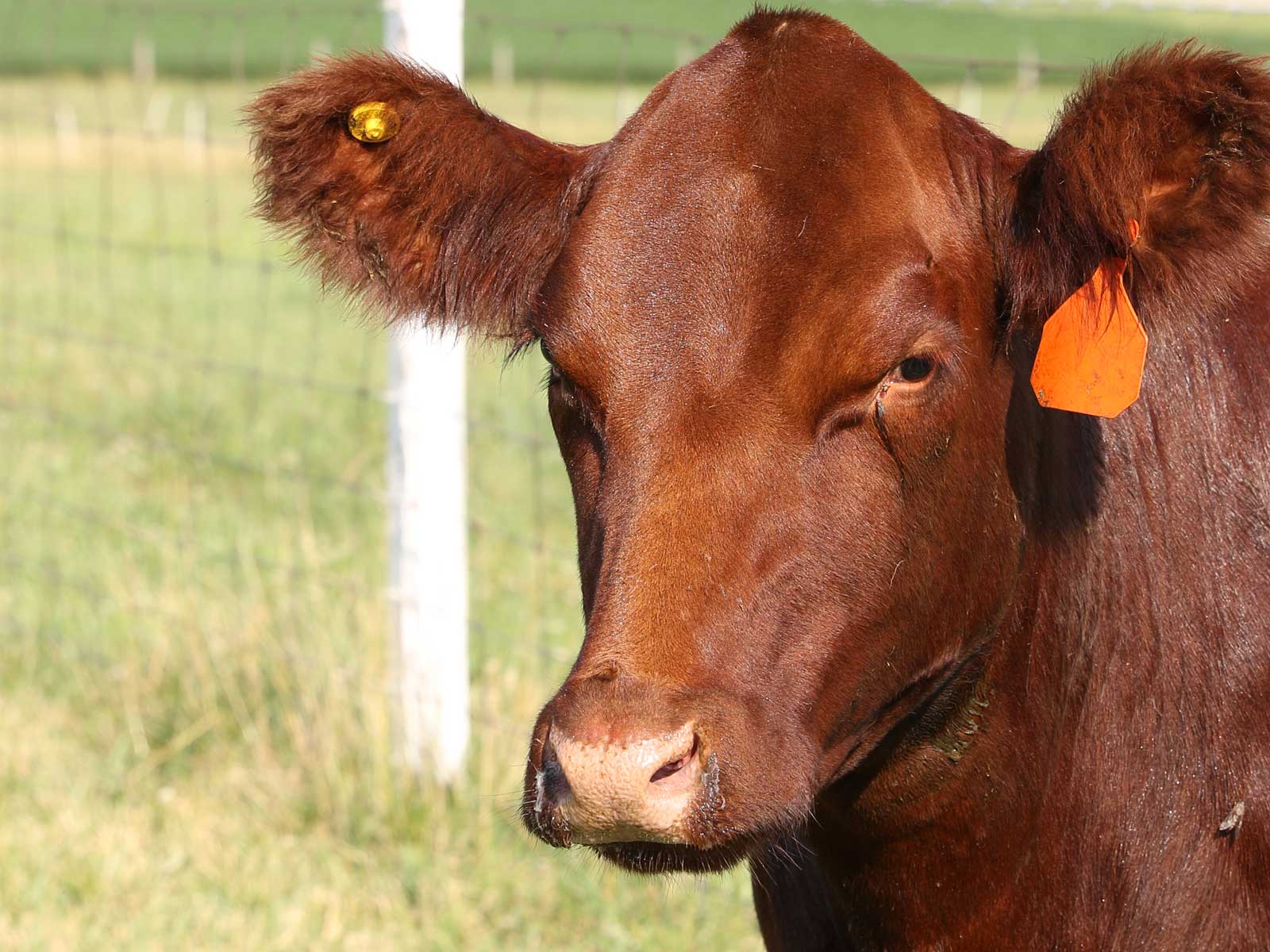 Home - Cates Farms - Shorthorn Cattle in Modoc, Indiana